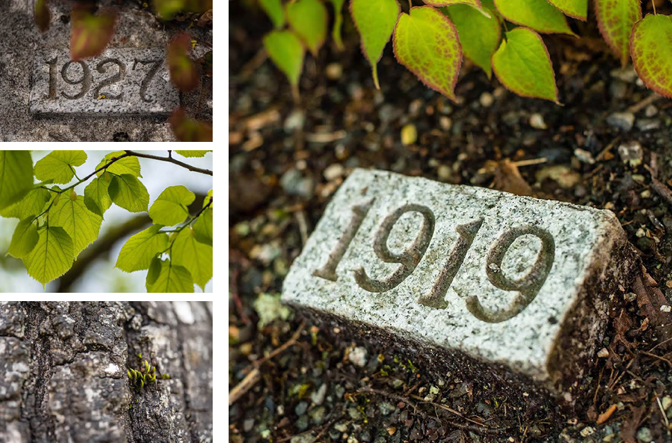 Tree Planting Ceremony | Graduation at UBC